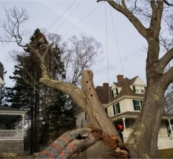 Tree Services Maine, Tree Removal Maine, Shoreland Management Maine ...