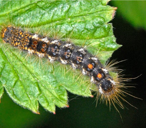 Browntail Moth & Emerald Ash Borer Treatment Maine | Fox Forestry