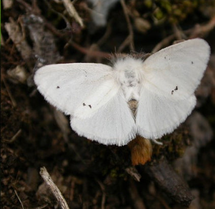 Brown-Tail Moth Treatment Maine / Emerald Ash Borer Treatment Maine ...